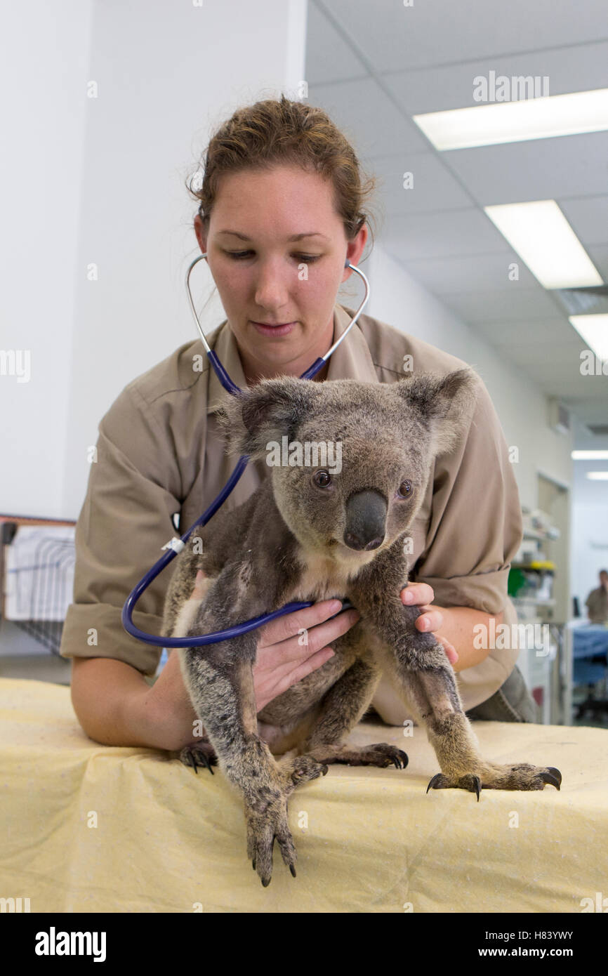 Koala (Phascolarctos cinereus) koala with KoRv retrovirus being ...