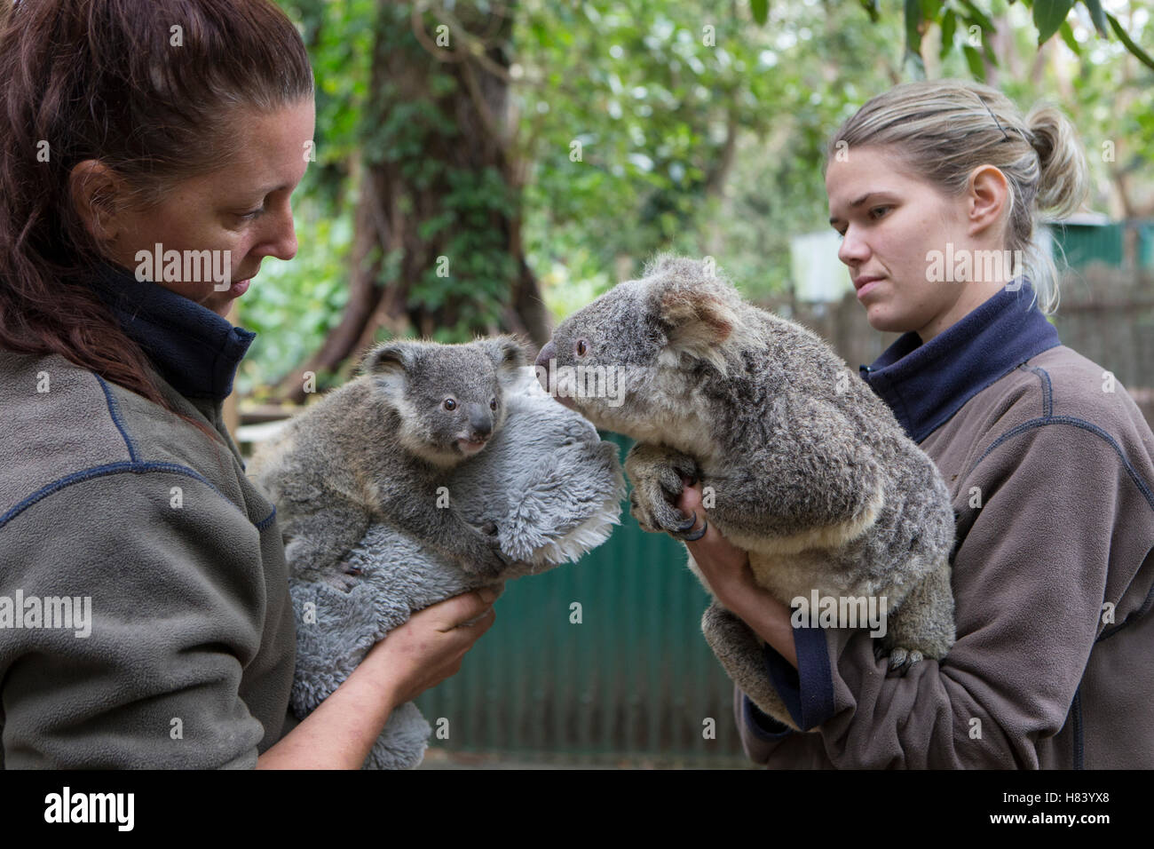 Koala (Phascolarctos cinereus) mother and her eight-month-old joey held ...