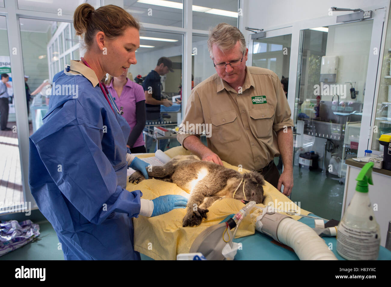 Koala (Phascolarctos cinereus) male sick with chlamydia being examined ...