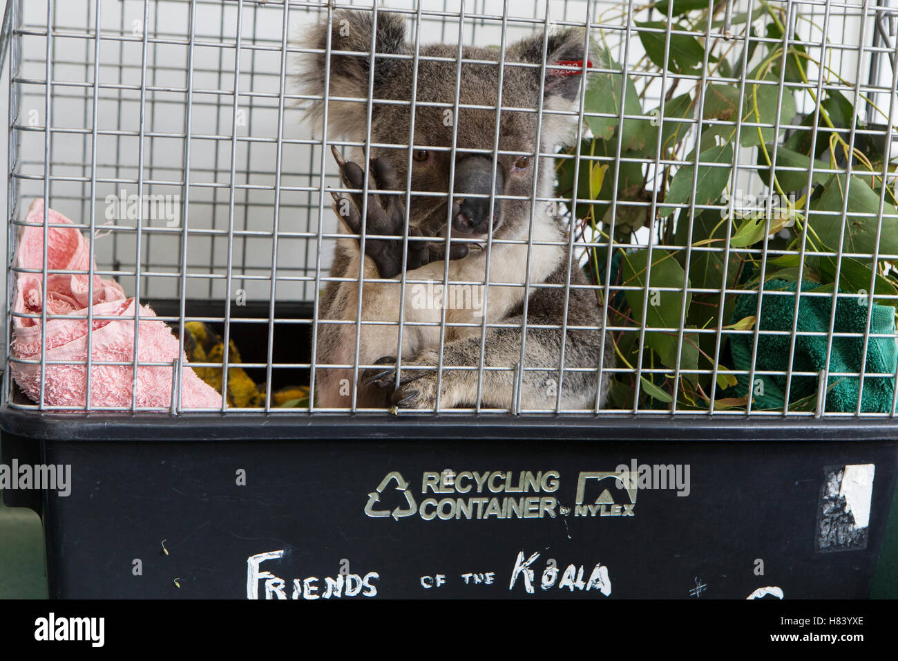 Koala (Phascolarctos cinereus) male sick with chlamydia, Currumbin ...