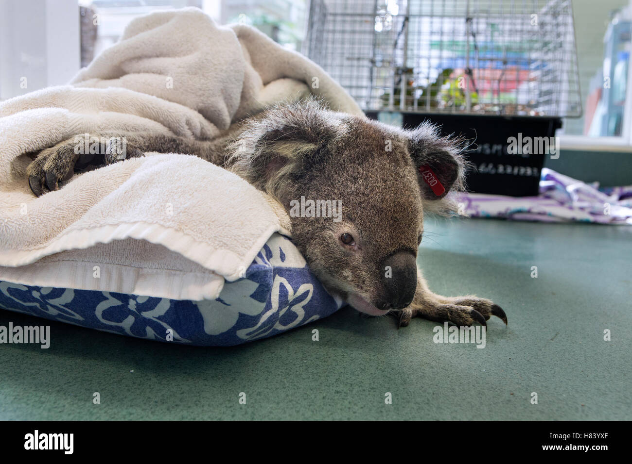 Koala (Phascolarctos cinereus) male sick with chlamydia, Currumbin ...