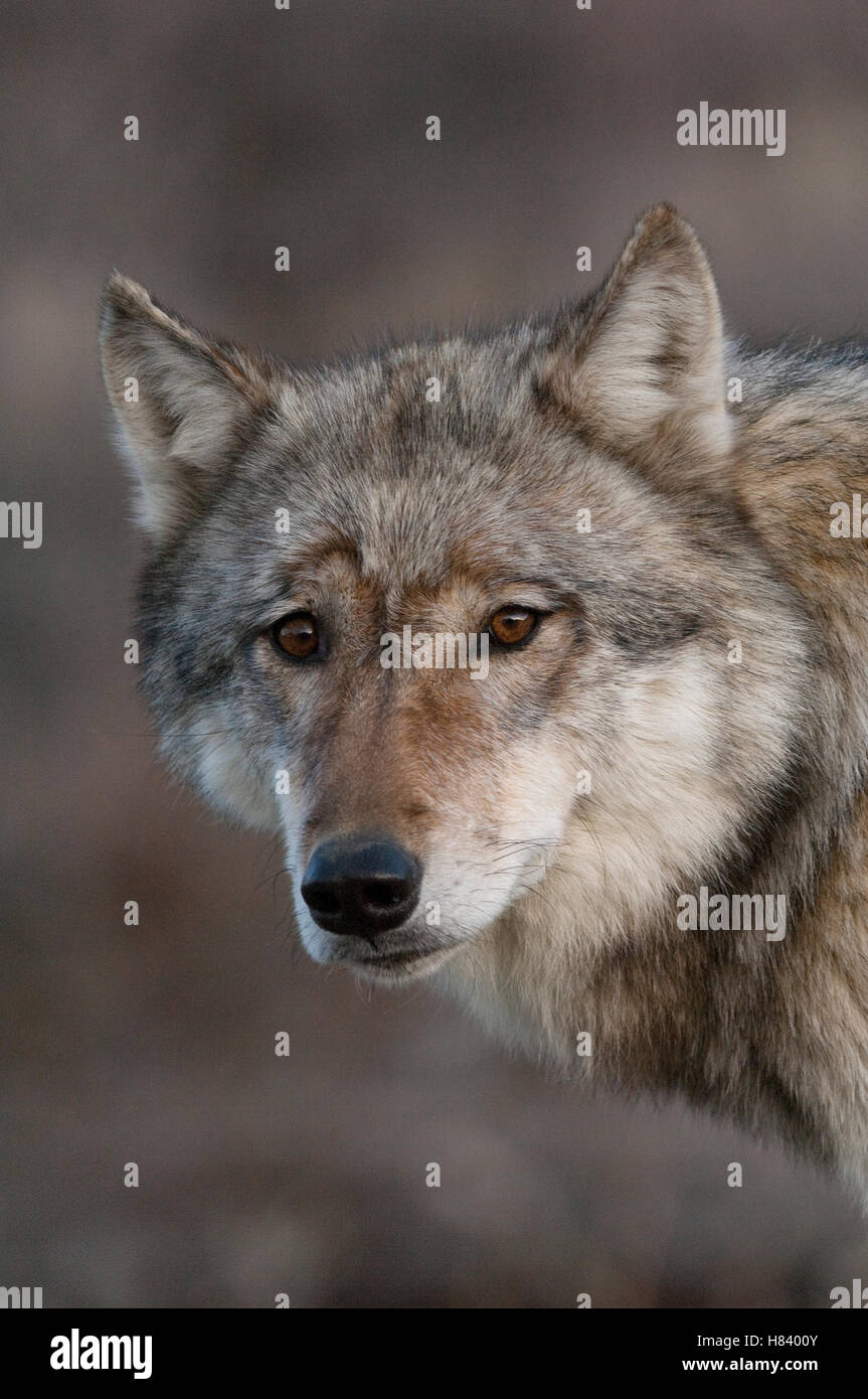 Gray Wolf (Canis lupus), Alaska Stock Photo - Alamy