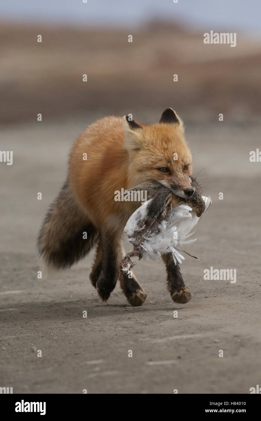 Red Fox (Vulpes vulpes) running with a bird carcass in its mouth ...