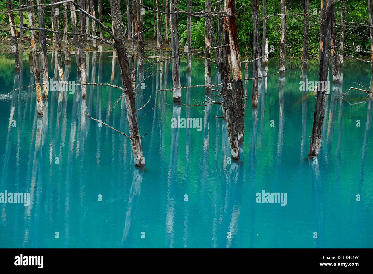 Asian White Birch (Betula platyphylla) flooded forest, Hokkaido, Japan ...