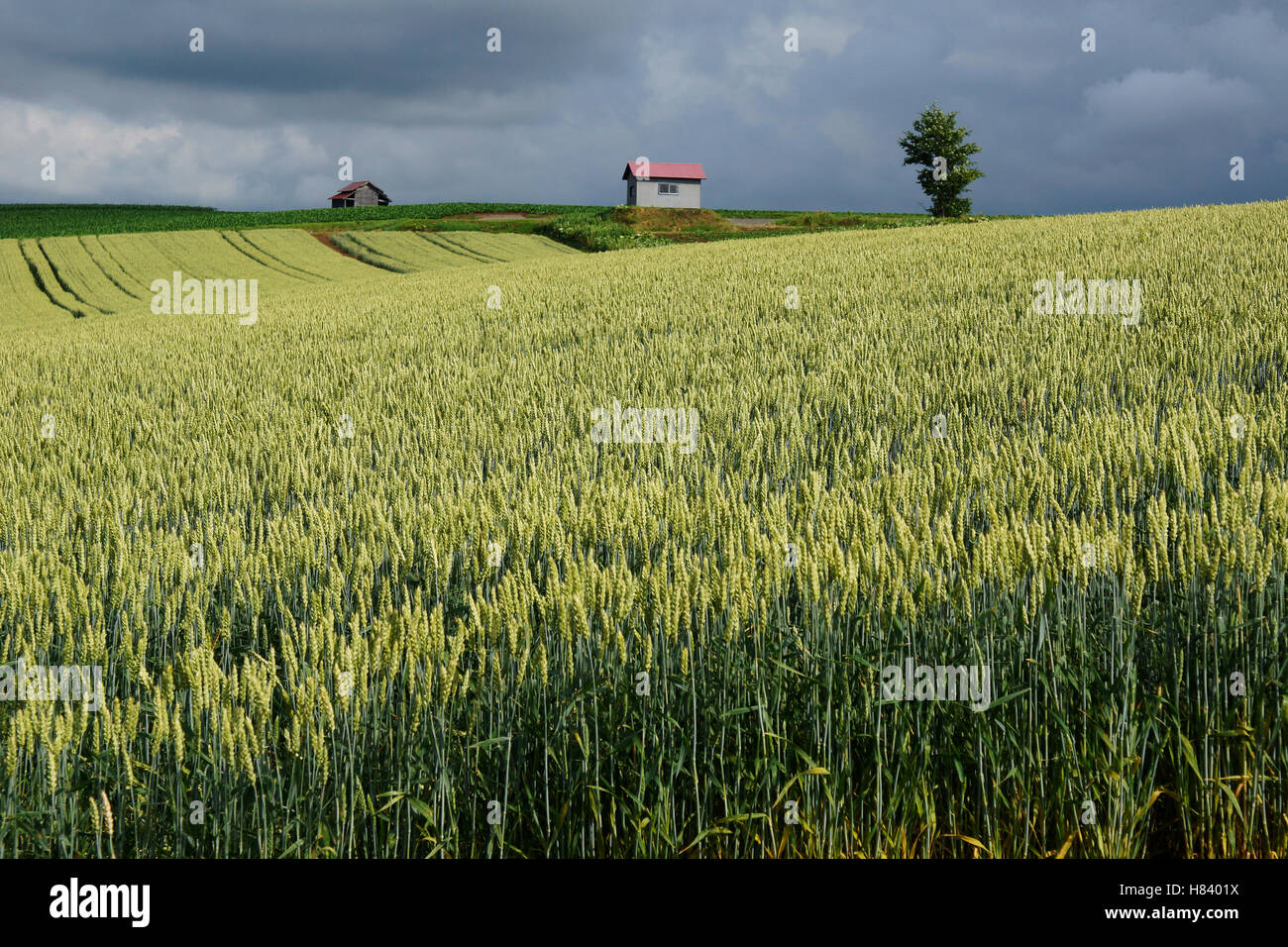 Common Wheat (Triticum aestivum) field, Hokkaido, Japan Stock Photo - Alamy