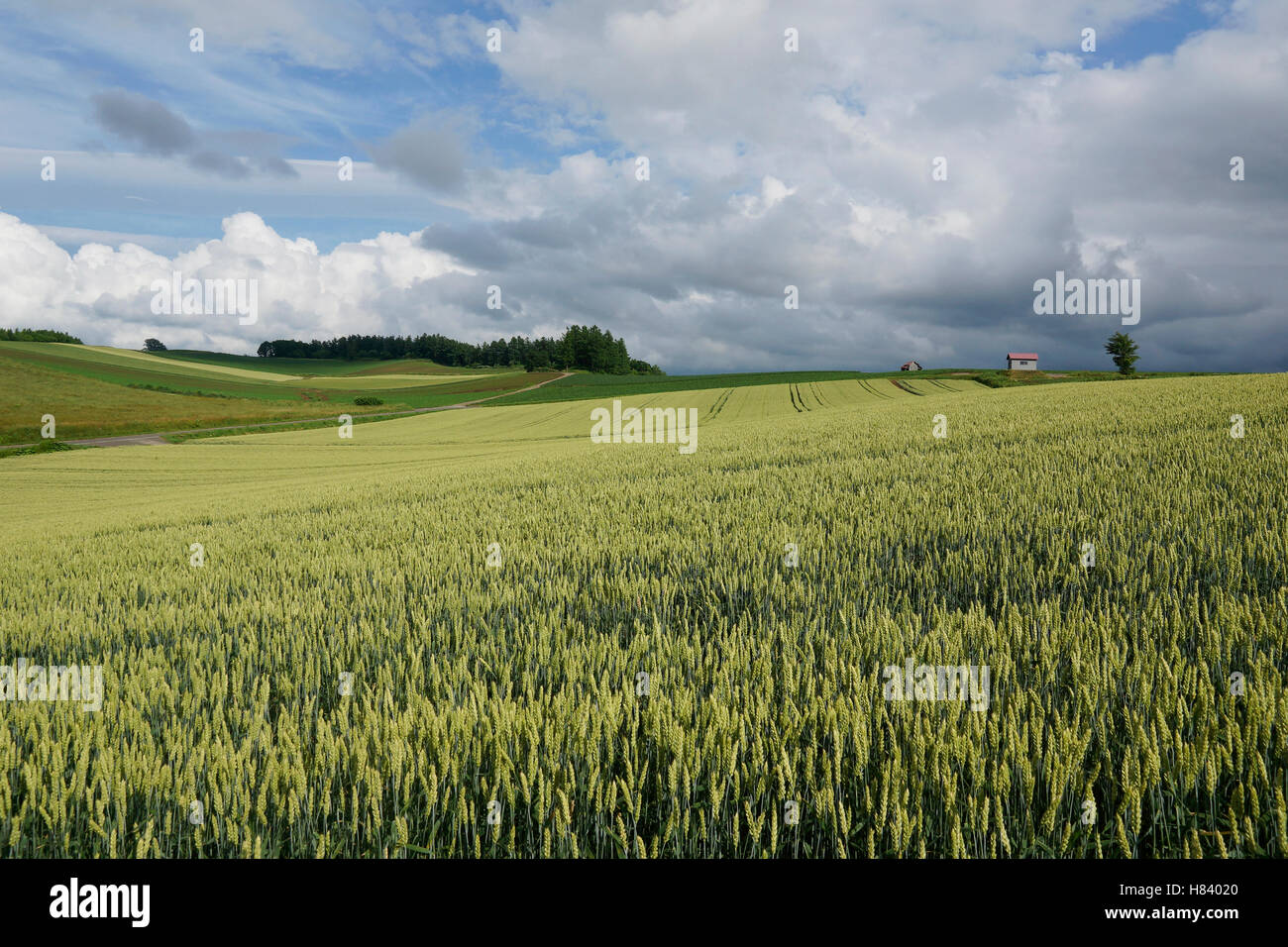 Common Wheat (Triticum aestivum) fields, Hokkaido, Japan Stock Photo ...
