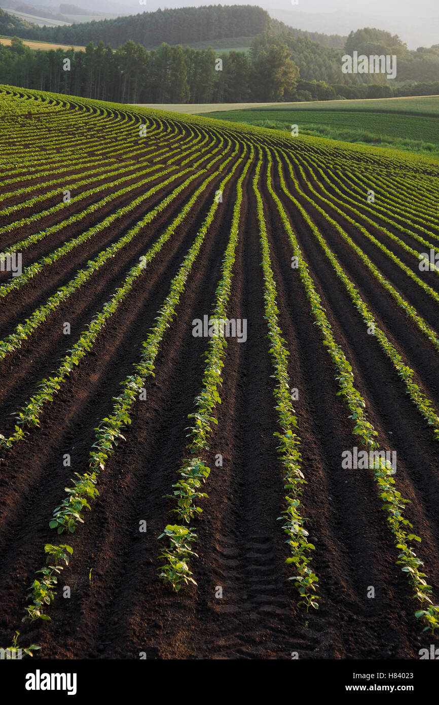 Potato (Solanum tuberosum) farm, Hokkaido, Japan Stock Photo - Alamy