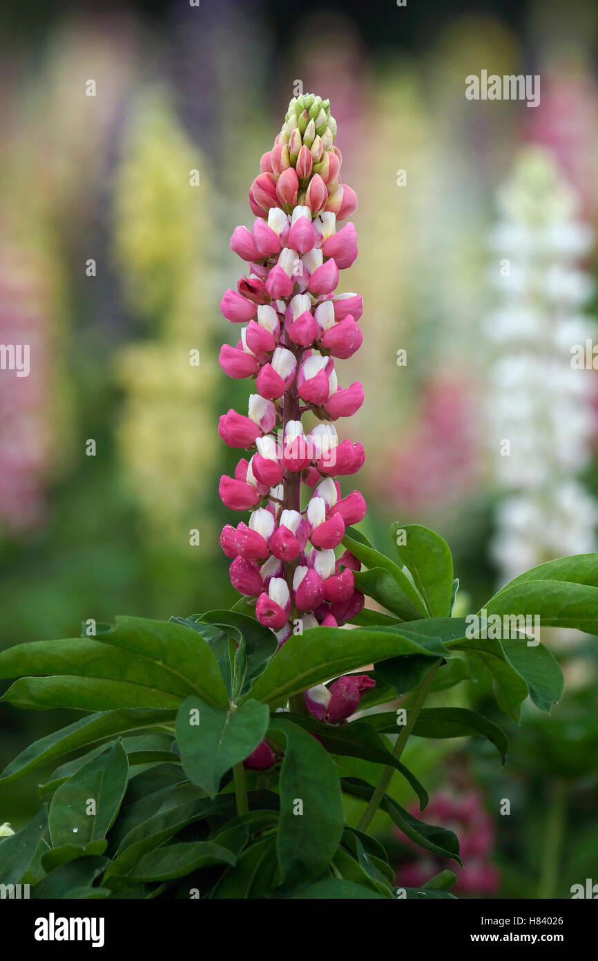 Lupine (Lupinus sp) flower, Hokkaido, Japan Stock Photo - Alamy
