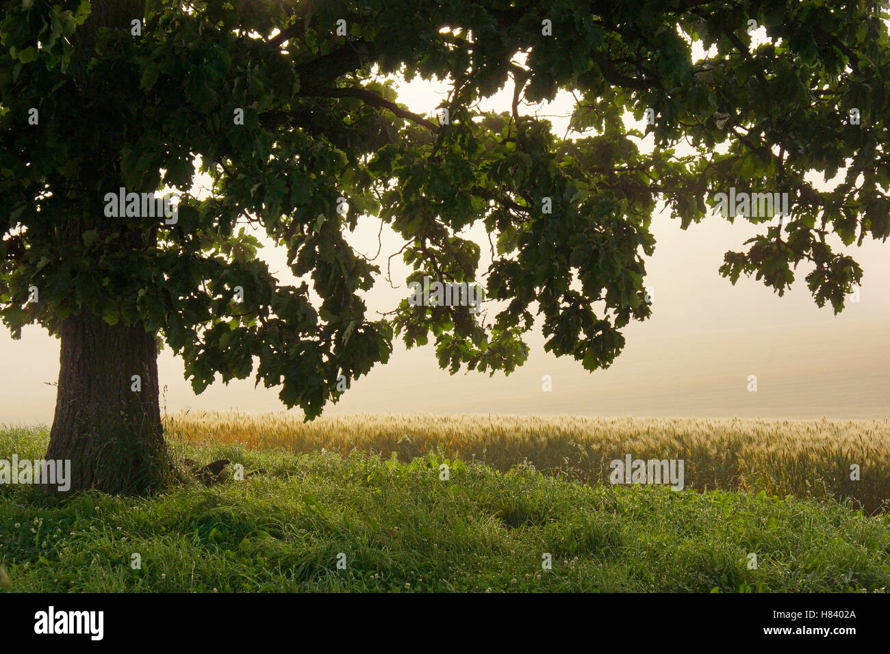 Common Wheat (Triticum aestivum) field, Hokkaido, Japan Stock Photo - Alamy