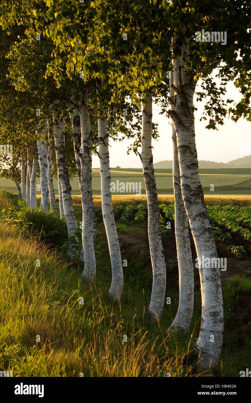 Asian White Birch (Betula platyphylla) row at sunset, Hokkaido, Japan ...