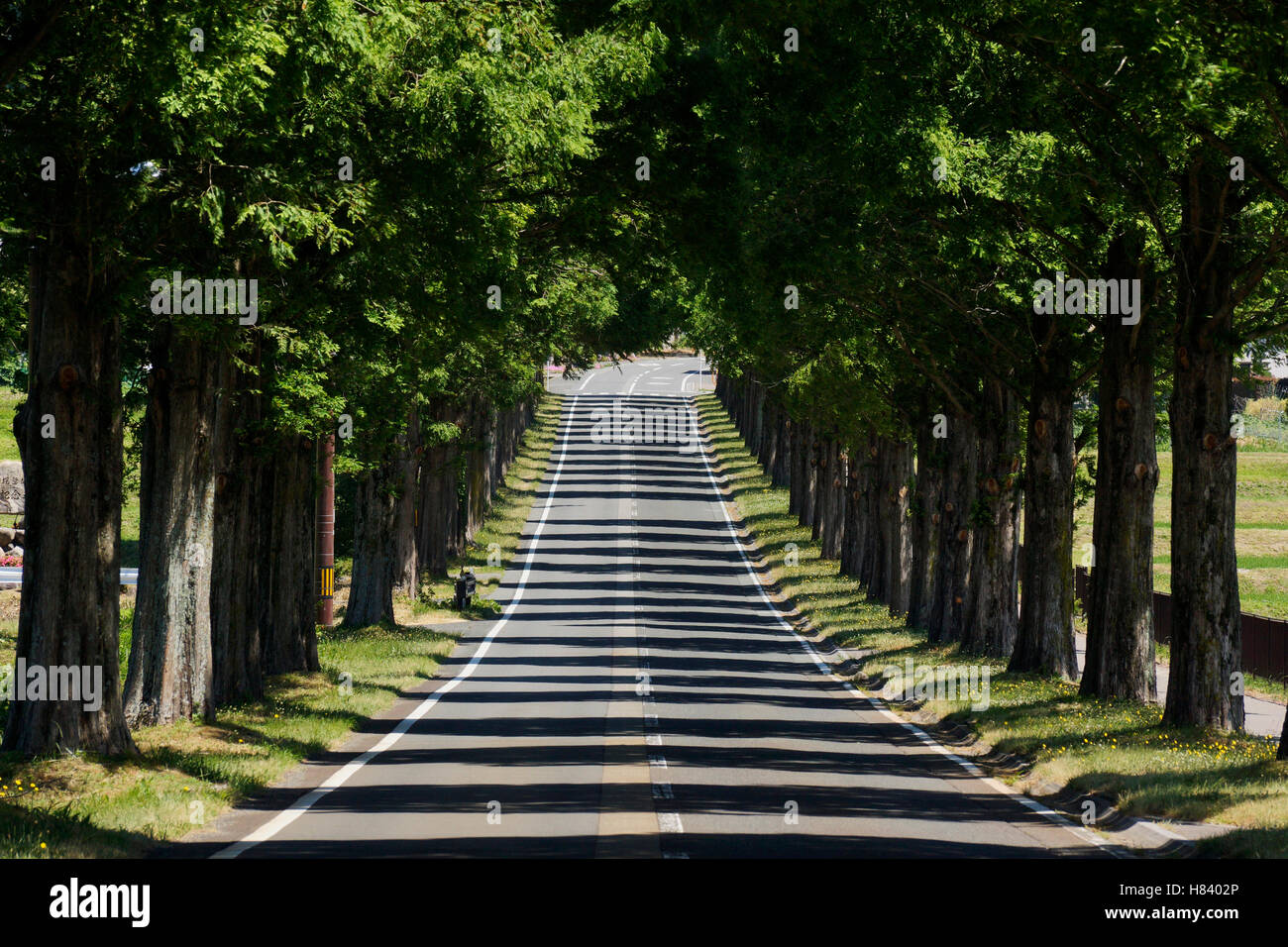 Dawn Redwood (Metasequoia glyptostroboides) rows along road, Shiga ...