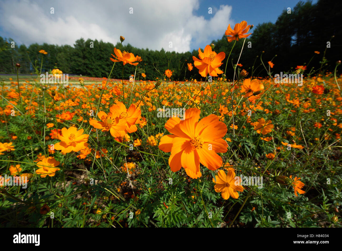 Yellow Cosmos (Cosmos sulphureus) field in flower, Japan Stock Photo ...