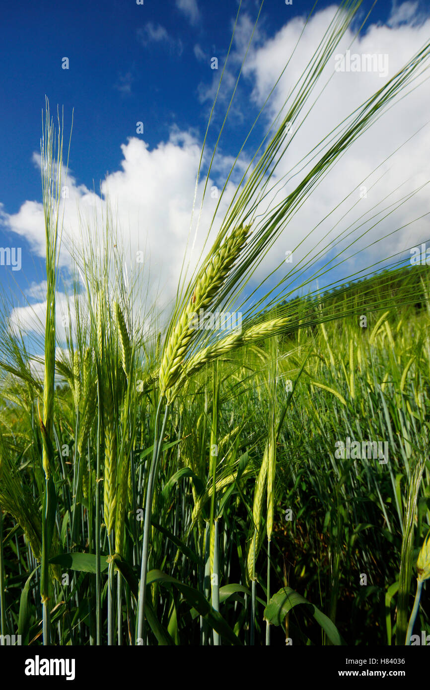 Two-rowed Barley (Hordeum vulgare) seed head, Hokkaido, Japan Stock ...