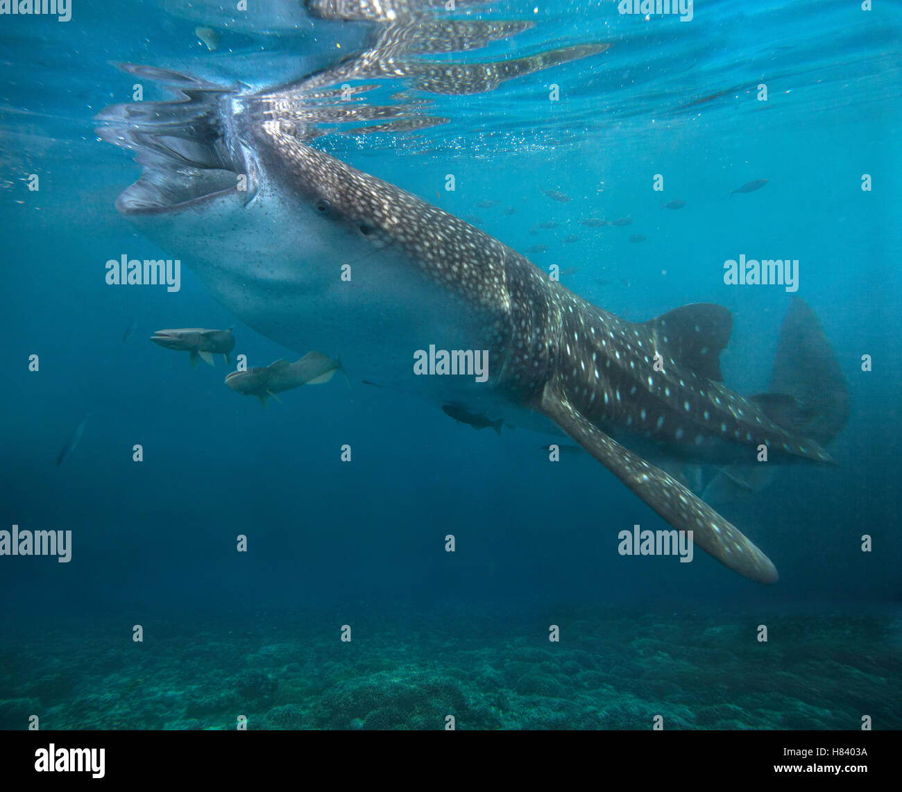 Three remora hi-res stock photography and images - Alamy