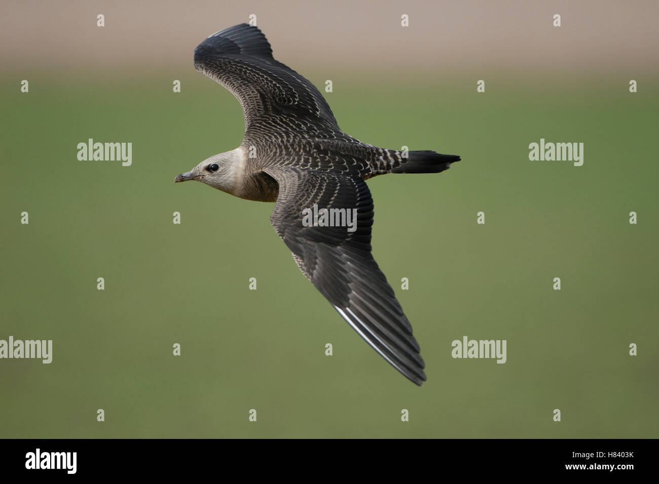 Long-tailed Jaeger (Stercorarius longicaudus), Elten, Germany Stock ...