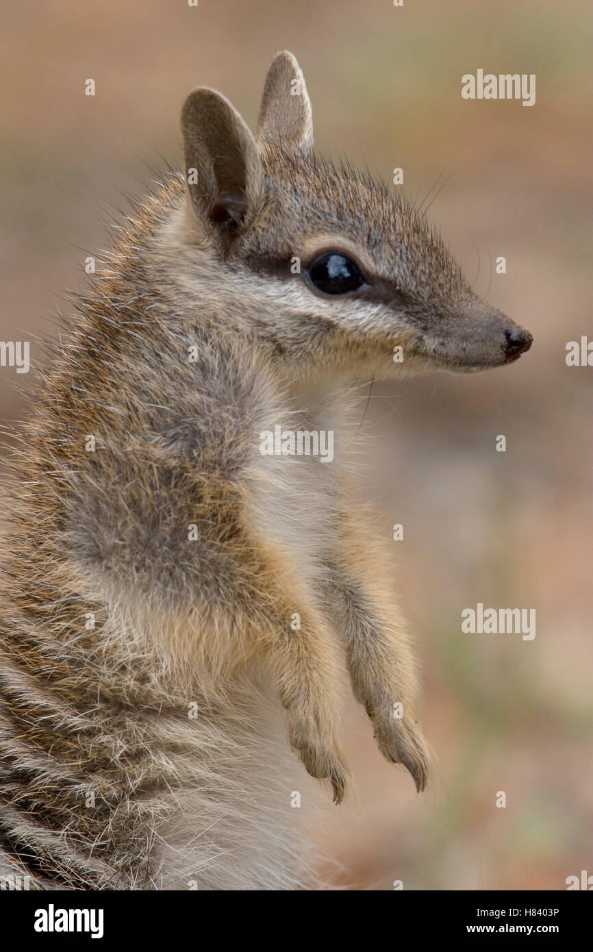 Numbat (Myrmecobius fasciatus), Australia Stock Photo - Alamy