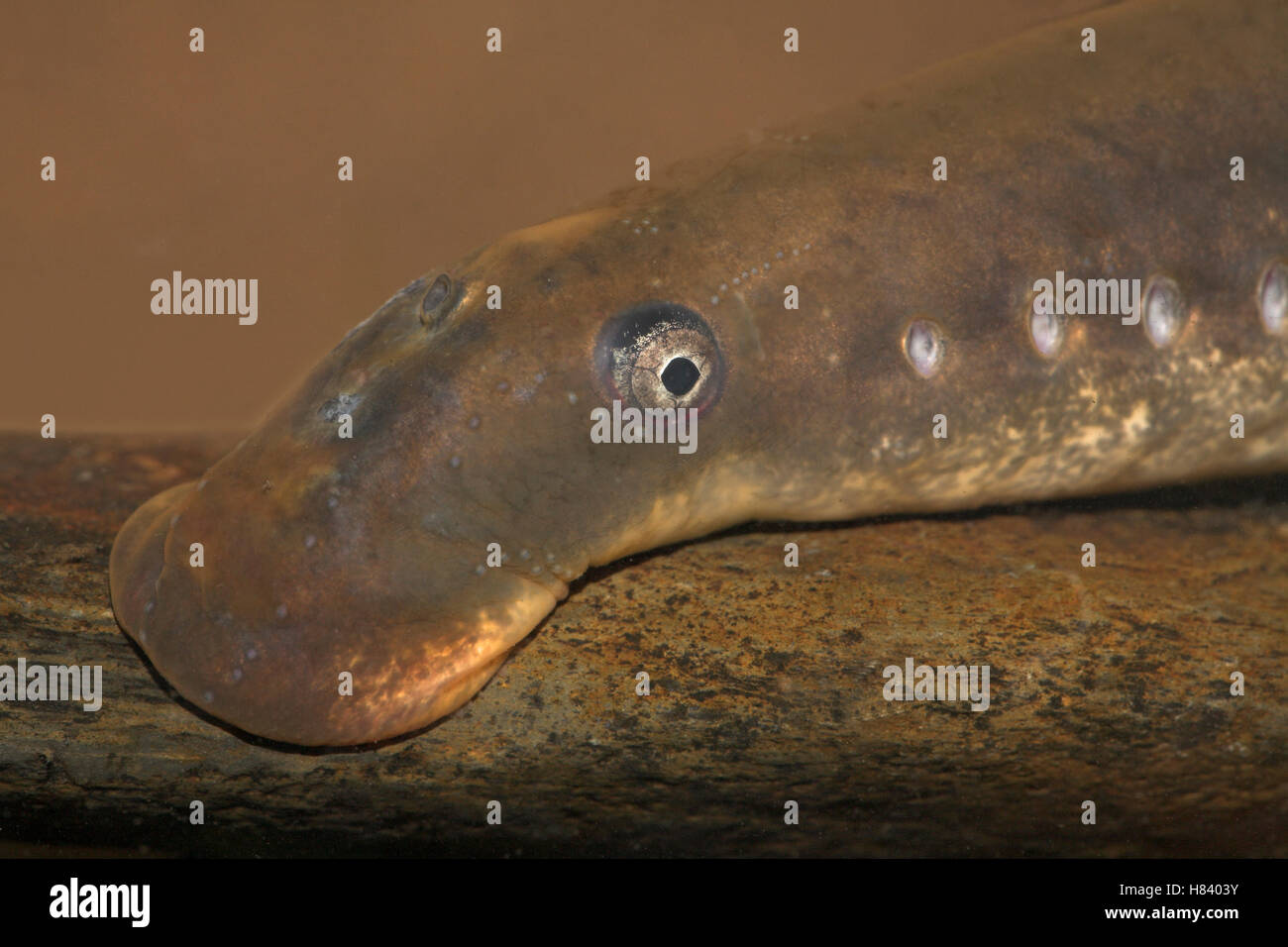 European River Lamprey (Lampetra fluviatilis) female, Netherlands Stock ...