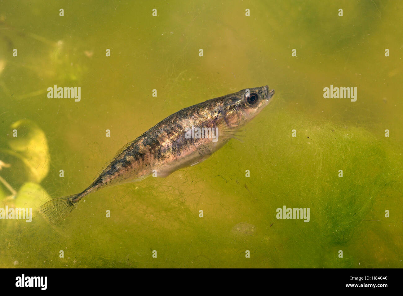 Nine-spined Stickleback (Pungitius pungitius) female, Tiel, Netherlands ...