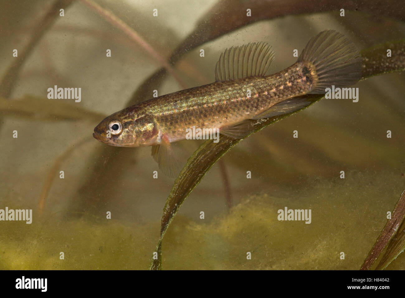 American Mud-minnow (Umbra pygmaea), Oisterwijk, Netherlands Stock ...