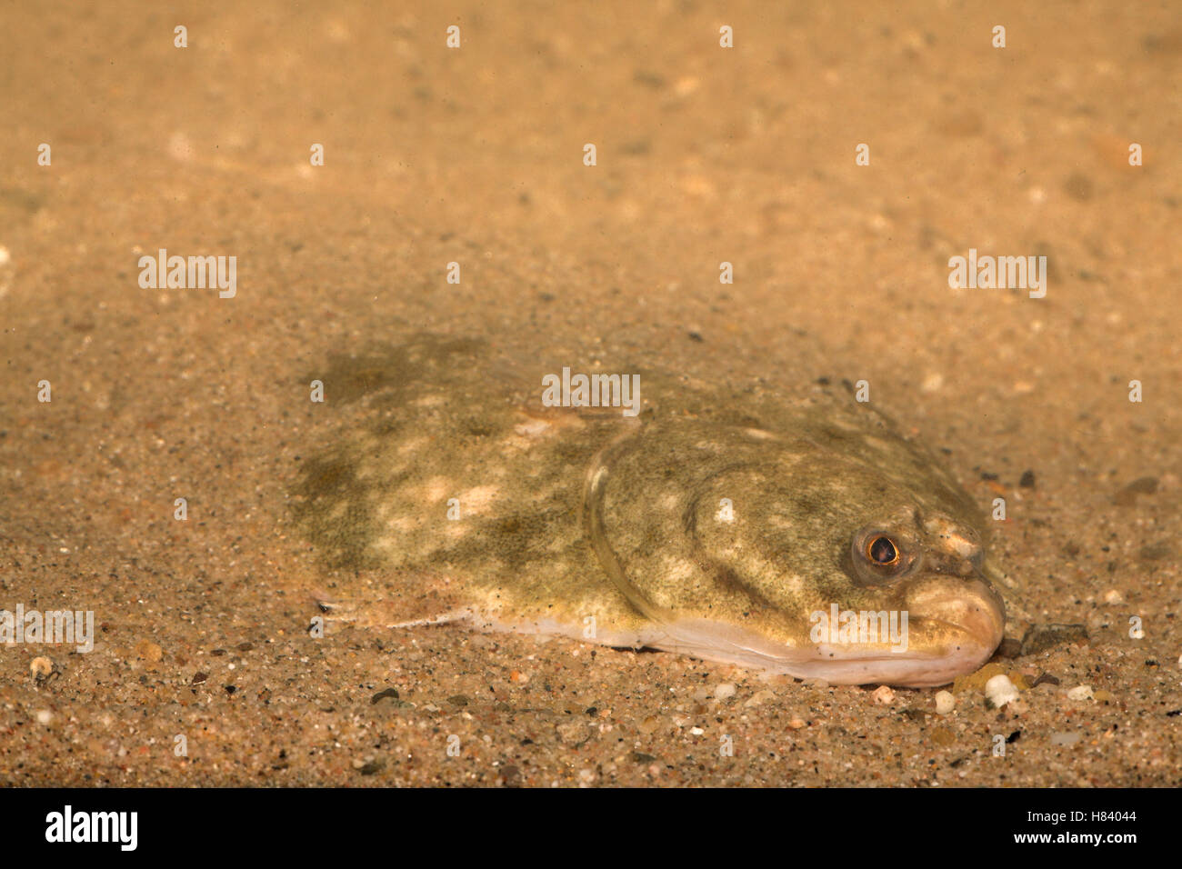 European Flounder (Platichthys flesus) hidden on sandy seafloor ...