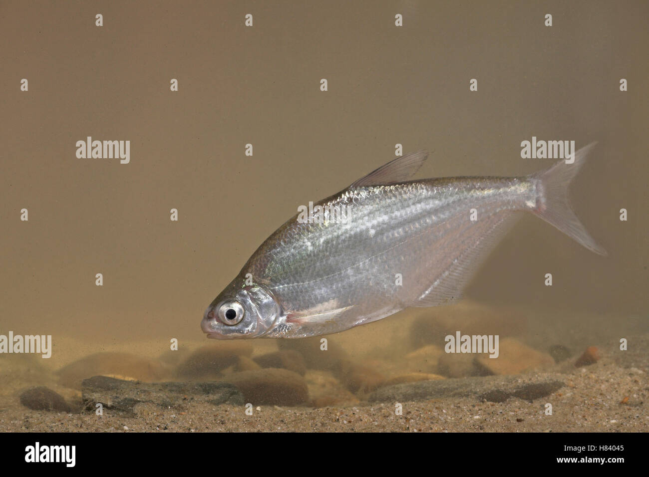 White-eye Bream (Ballerus sapa), Nijmegen, Netherlands Stock Photo - Alamy