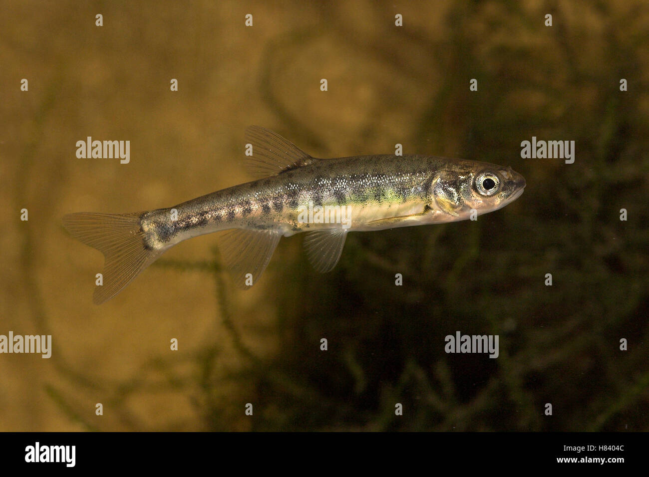 Minnow (Phoxinus phoxinus), South Limburg, Netherlands Stock Photo - Alamy