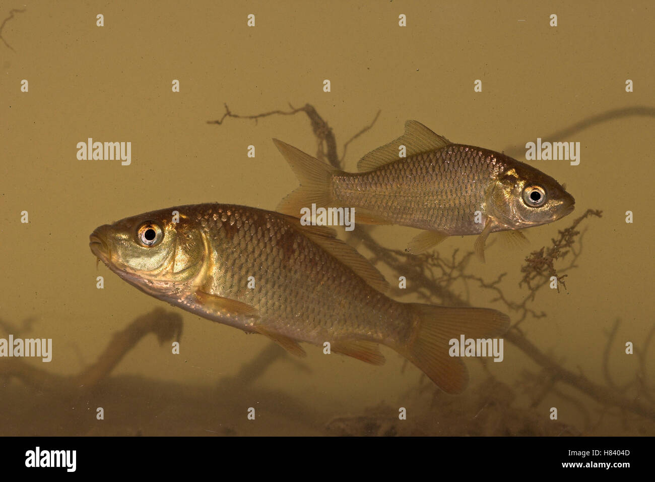 European Carp (Cyprinus carpio) swimming among tree roots, Achterhoek ...