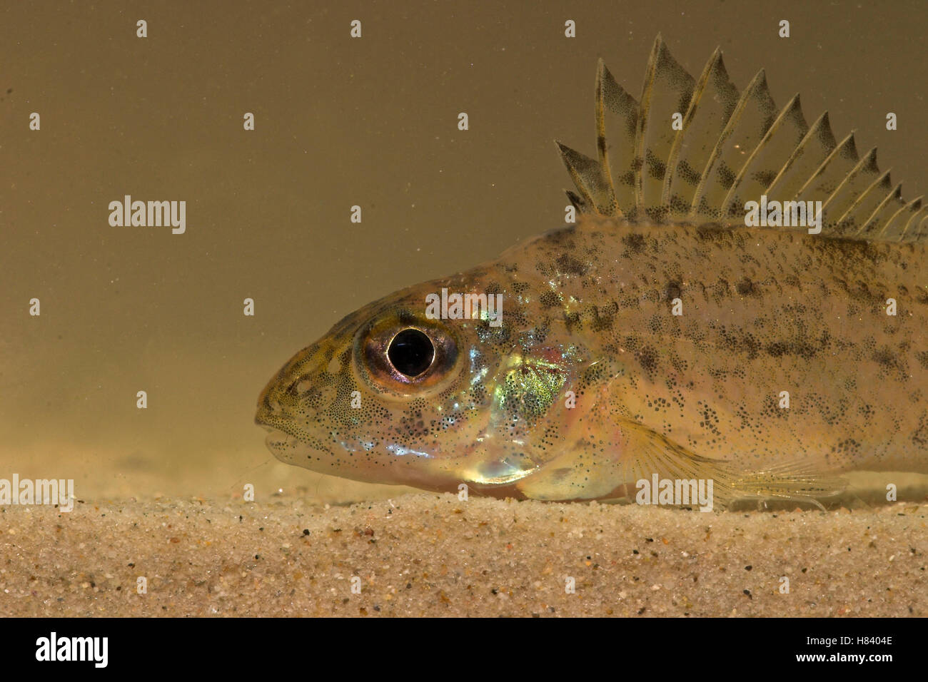 Ruffe (Gymnocephalus cernuus), Nijmegen, Netherlands Stock Photo - Alamy