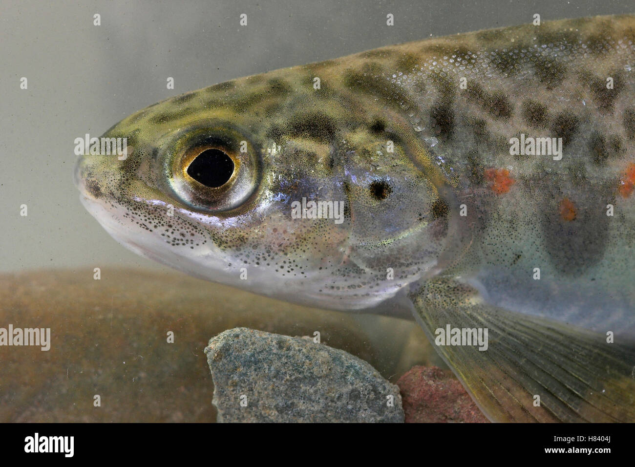 Atlantic Salmon (Salmo salar) young, Roermond, Netherlands Stock Photo ...