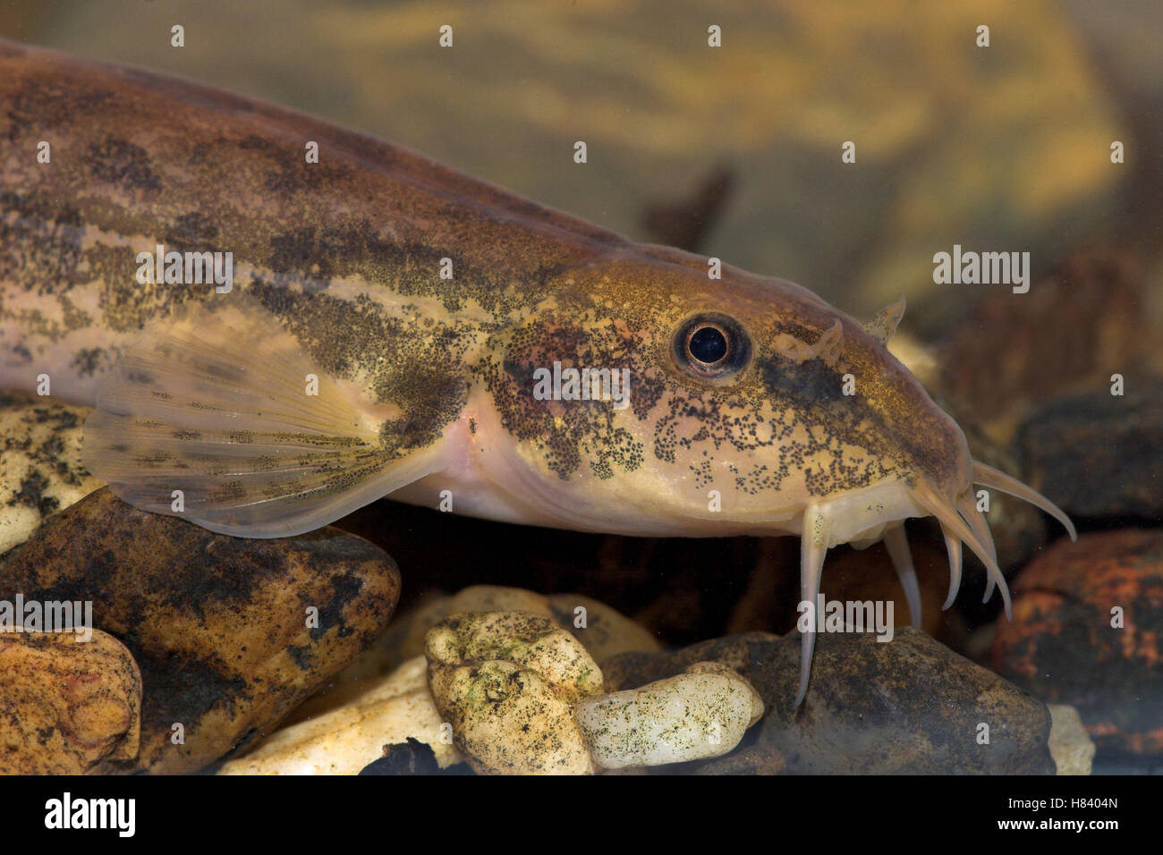 Stone Loach (Noemacheilus barbatulus) adult, Gennep, Netherlands Stock ...
