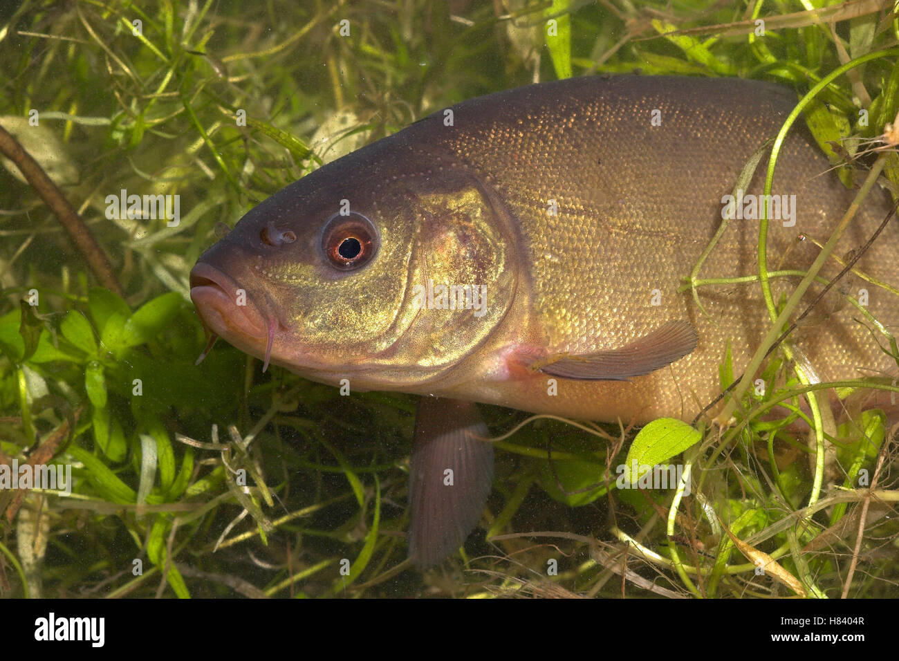 Tench (Tinca tinca), Achterhoek, Netherlands Stock Photo - Alamy