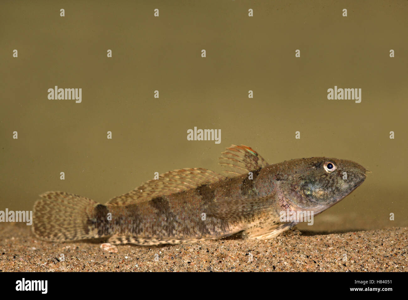 Western Tubenose Goby (Proterorhinus semilunaris), Wageningen ...