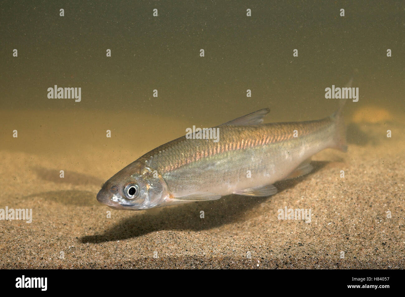 Common Nase (Chondrostoma nasus), Nijmegen, Netherlands Stock Photo - Alamy