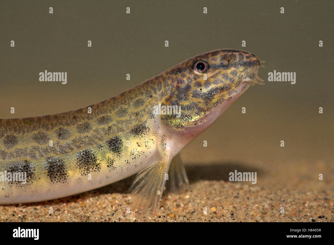 Loach (Cobitis taenia), Zouweboezem, Netherlands Stock Photo - Alamy