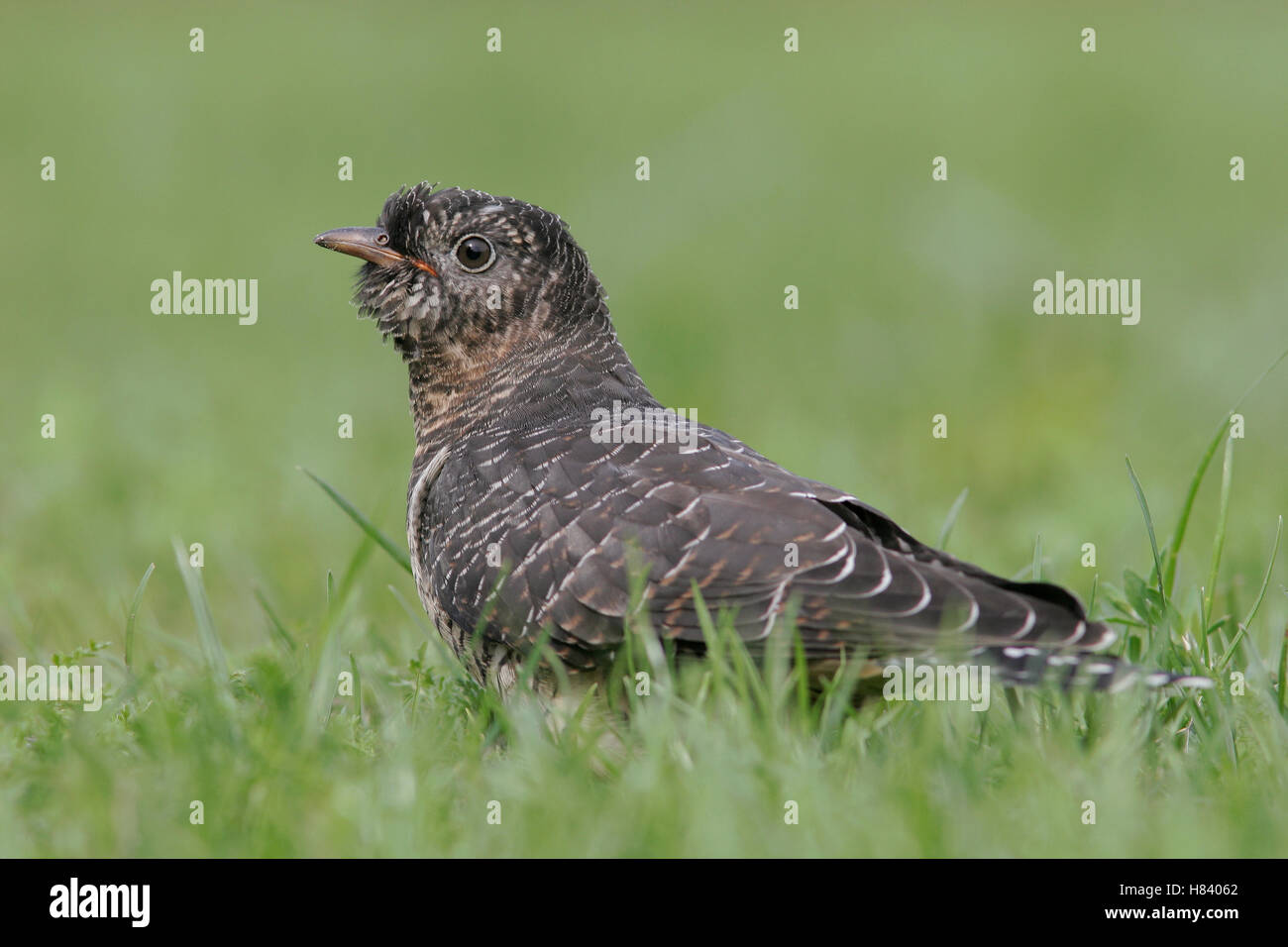 Common Cuckoo (Cuculus canorus) juvenile, Huizen, Netherlands Stock ...
