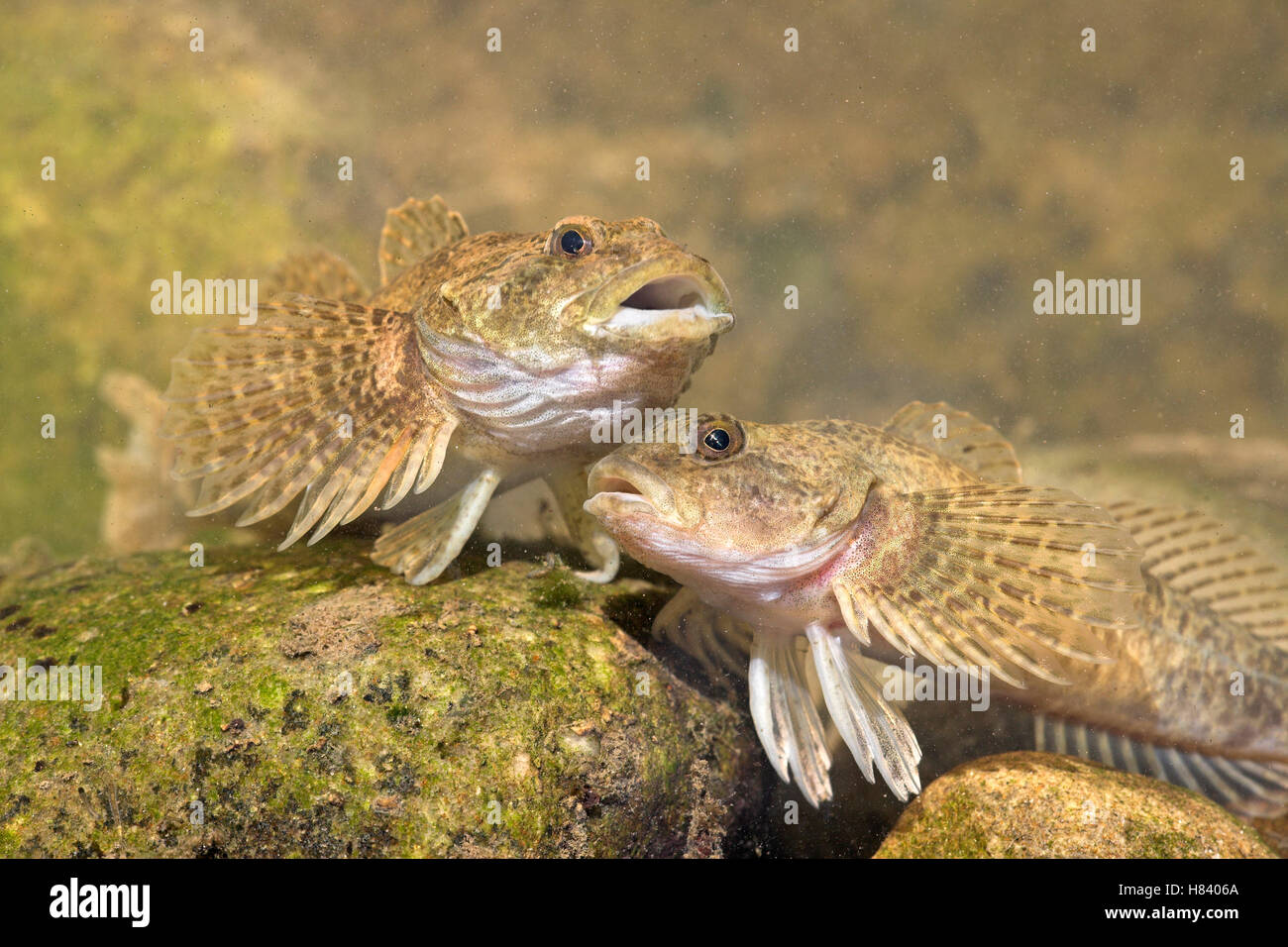 Miller's Thumb (Cottus gobio) pair, Gorski Kotar, Croatia Stock Photo ...