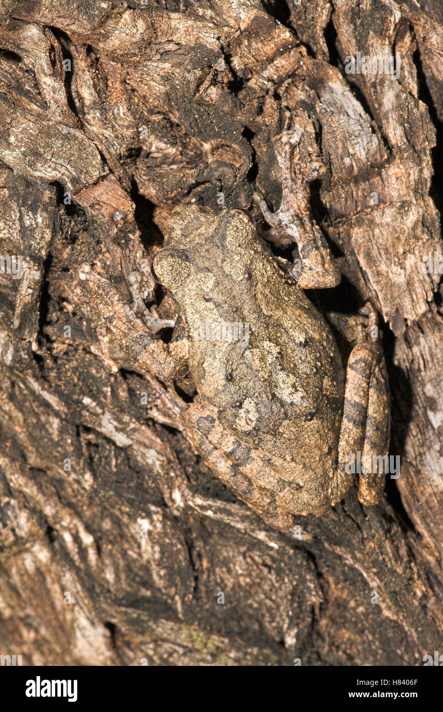 Grey Tree Frog (Chiromantis xerampelina) camouflaged against tree bark ...