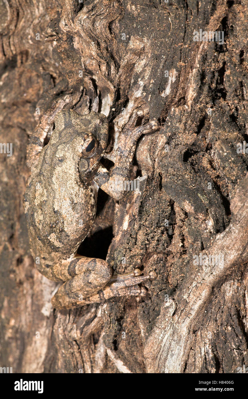 Grey Tree Frog (Chiromantis xerampelina)camouflaged against tree bark ...