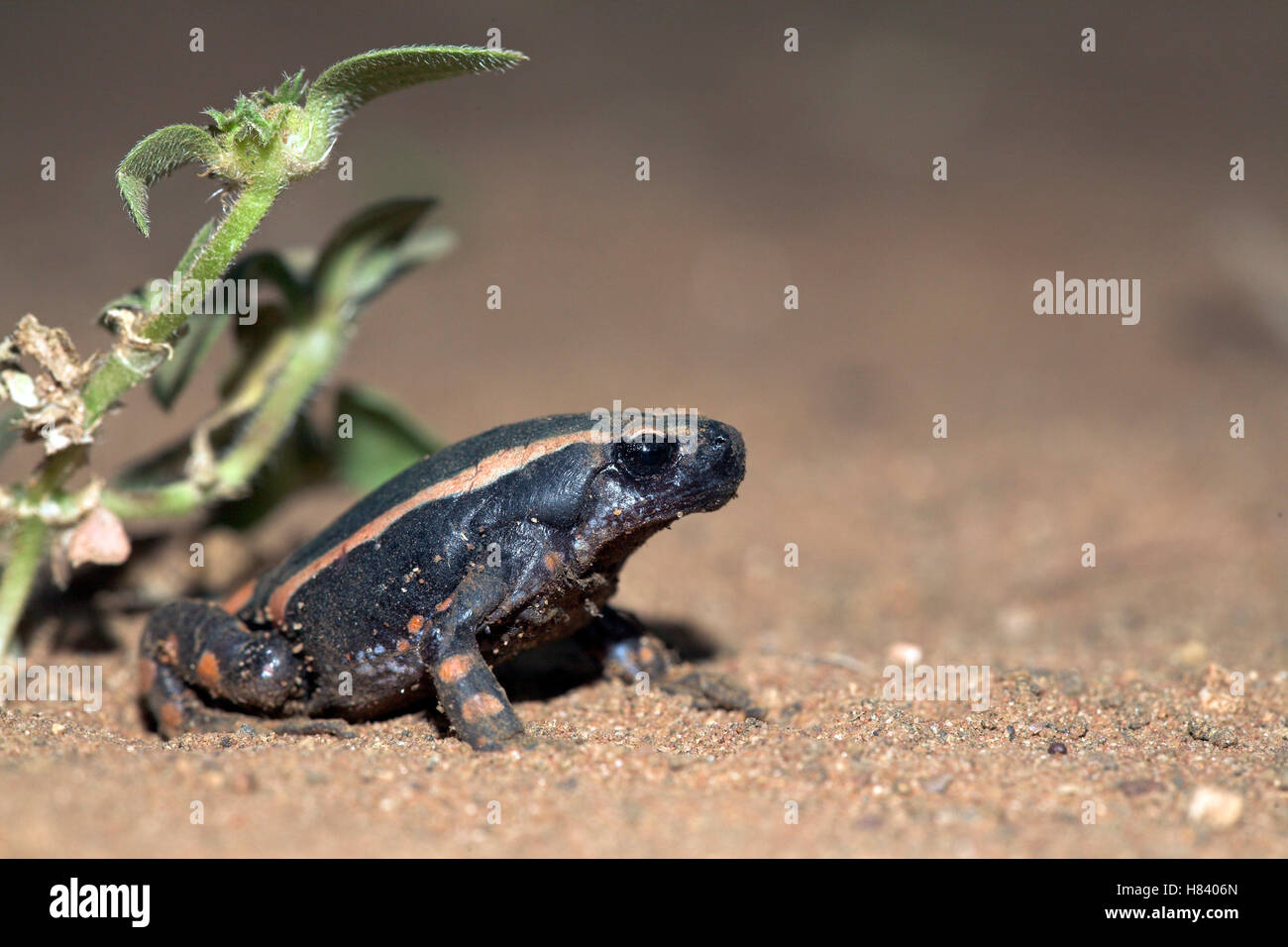 Red-banded Rubber Frog (Phrynomantis bifasciatus), UMkhuze Game Reserve ...
