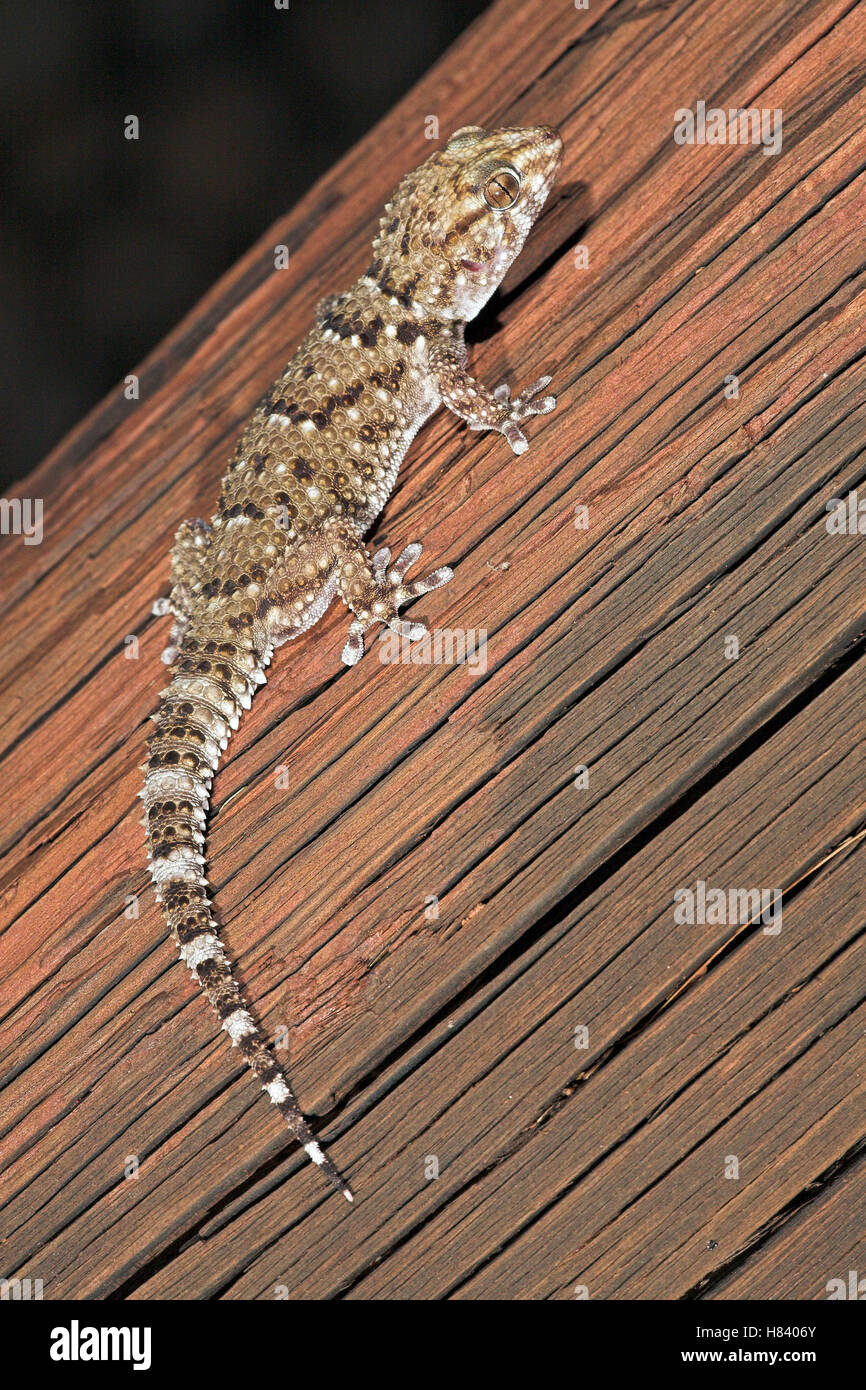 Kalahari gecko hi-res stock photography and images - Alamy