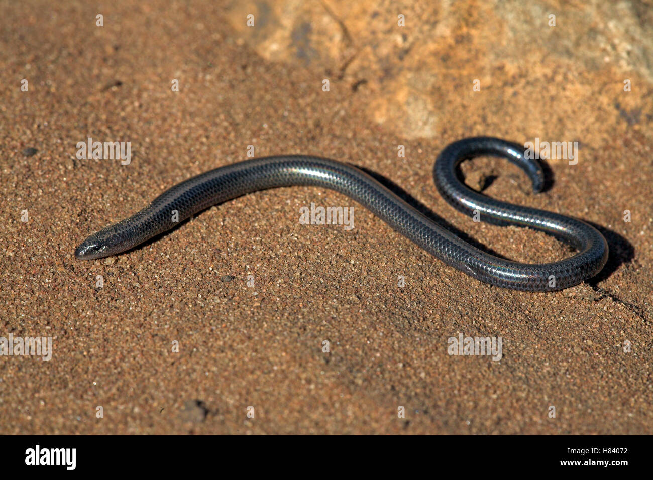 Mozambique Dwarf Burrowing Skink (Scelotes mossambicus), iSimangaliso ...