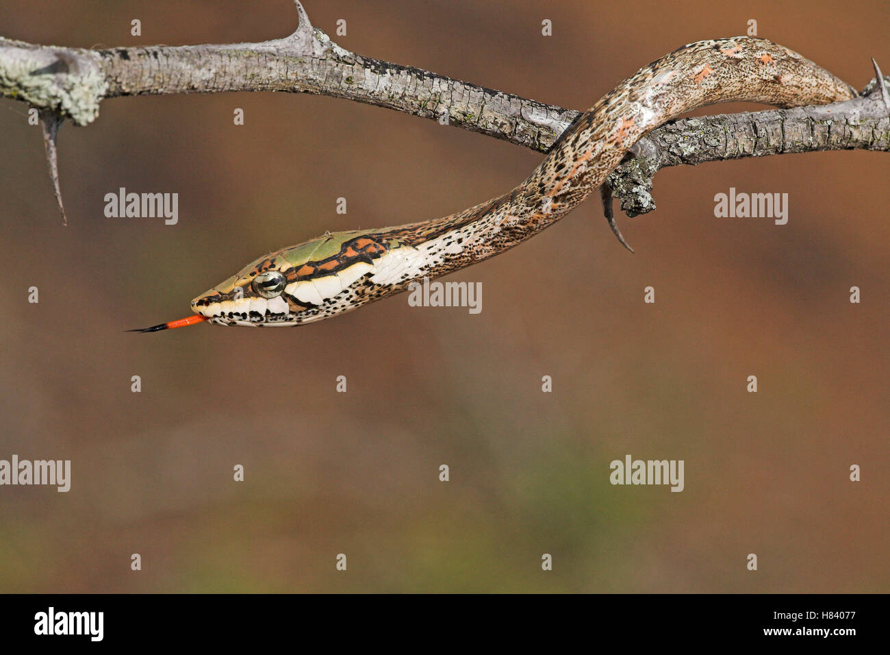 Twig Snake (Thelotornis capensis), iSimangaliso Wetland Park, South ...
