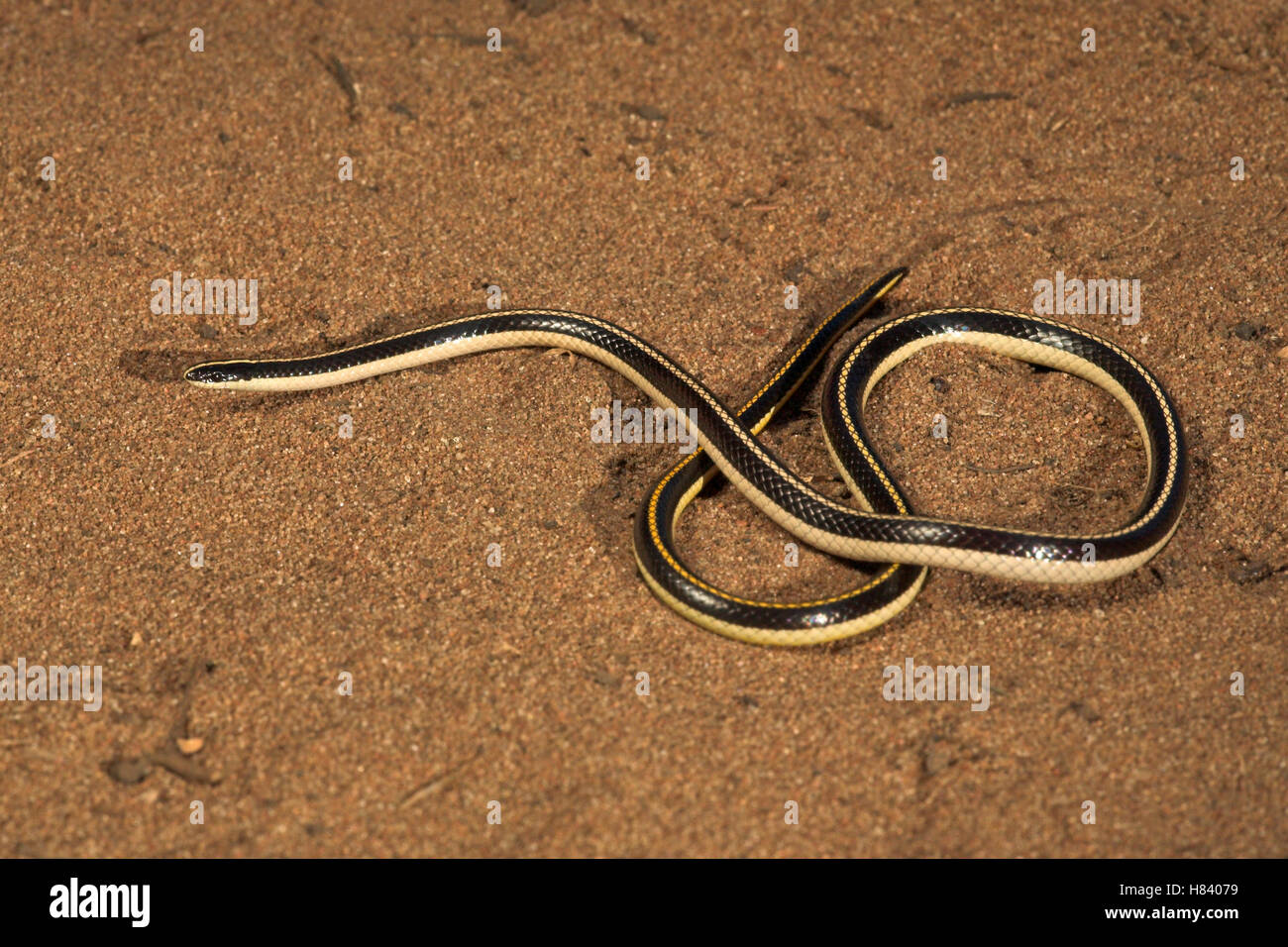 Striped Harlequin Snake (Homoroselaps dorsalis), iSimangaliso Wetland ...