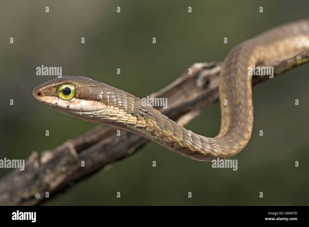 Boomslang (Dispholidus typus) snake, female, iSimangaliso Wetland Park ...