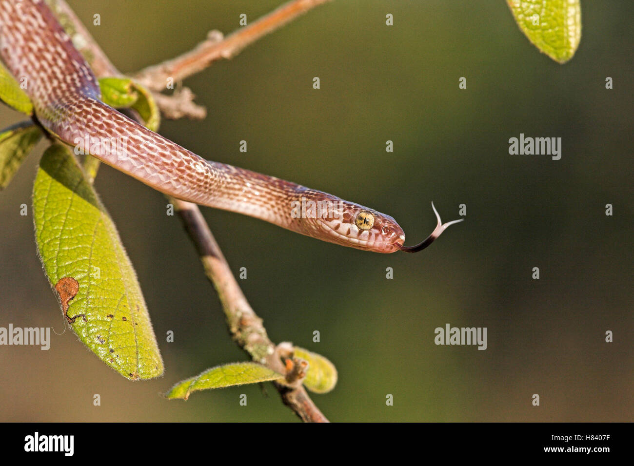 Marbled Tree Snake (Dipsadoboa aulica), iSimangaliso Wetland Park ...