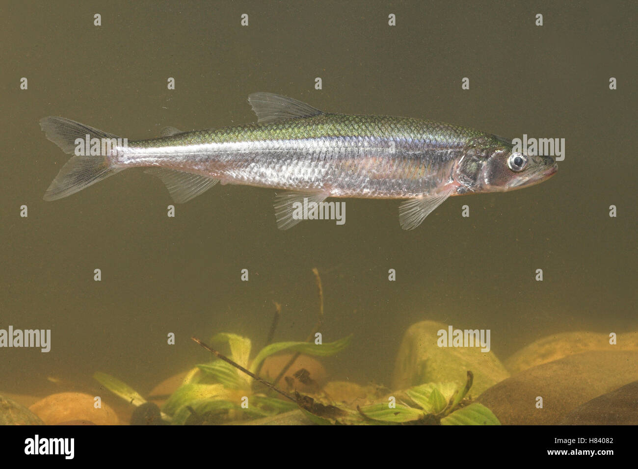 European Smelt (Osmerus eperlanus), Kampen, Netherlands Stock Photo - Alamy
