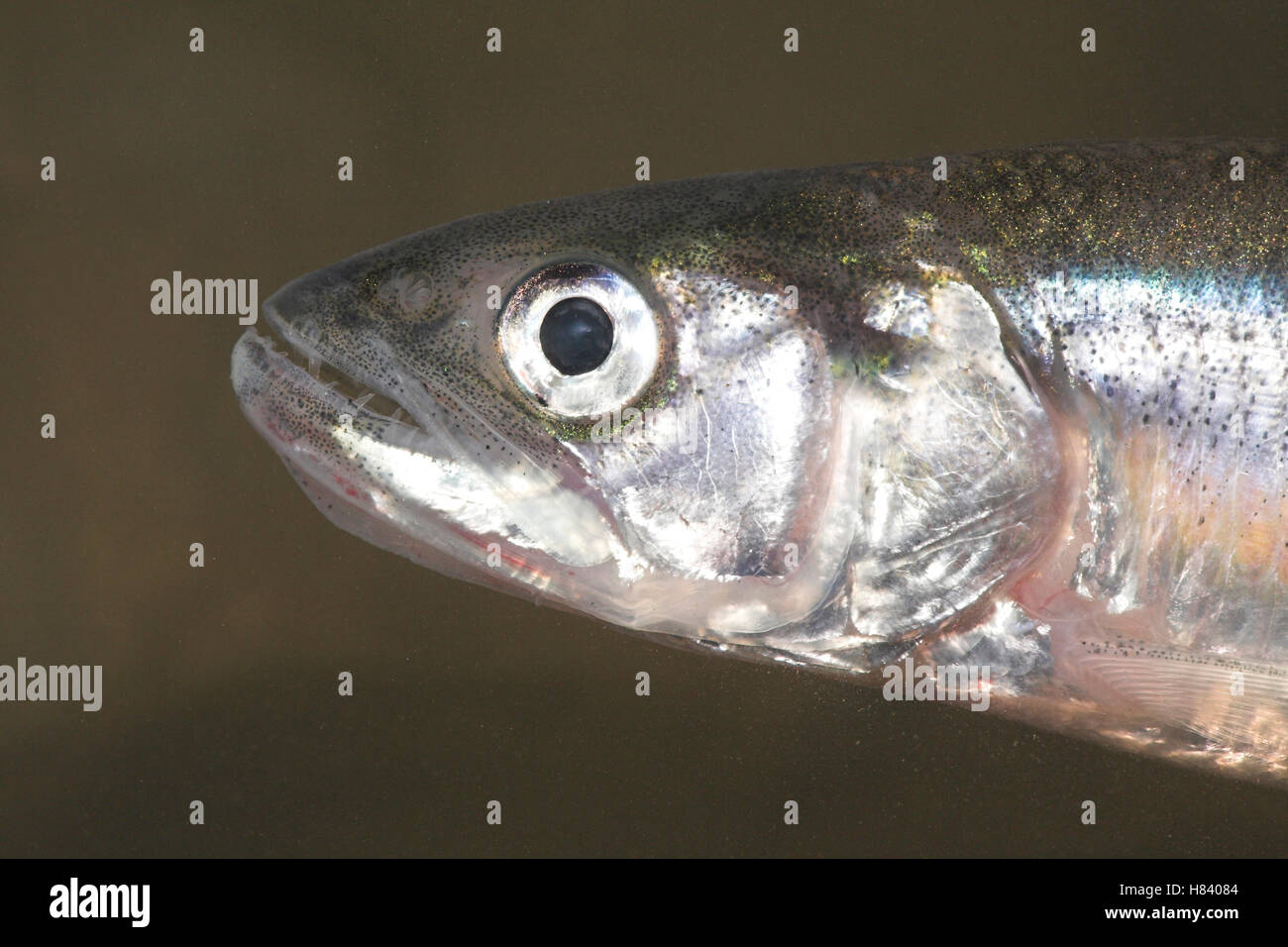 European Smelt (Osmerus eperlanus), Kampen, Netherlands Stock Photo - Alamy