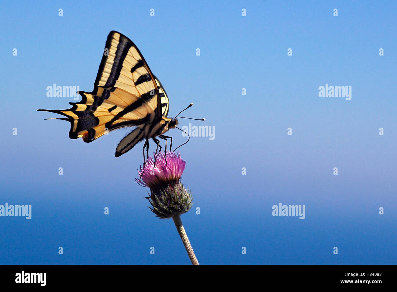 Southern Swallowtail (Papilio alexanor) butterfly, Samos, Greece Stock ...