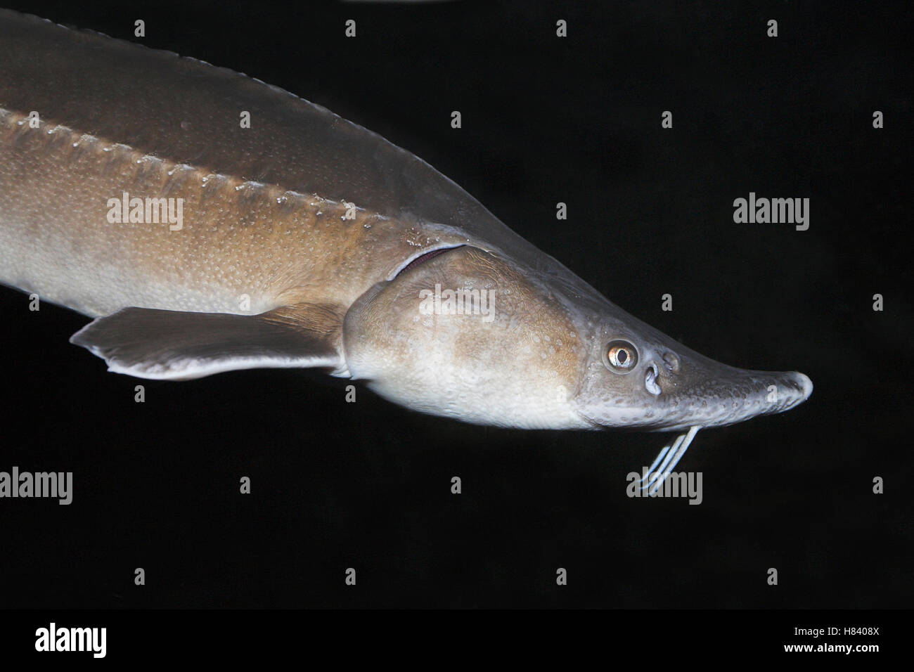 Sterlet (Acipenser ruthenus), Cologne, Germany Stock Photo - Alamy