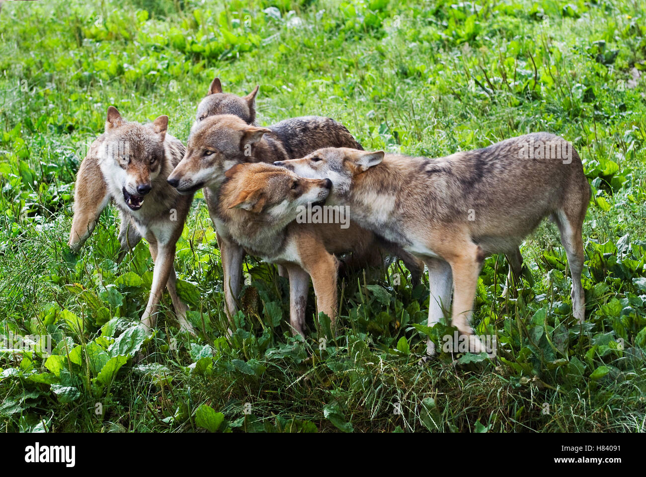 European Wolf (Canis lupus) pack showing submissive and dominant ...